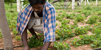 RDT at a Glance - Rural Development Trust